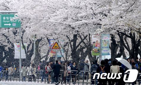 여의도 윤중로 벚꽃 절정 뉴스1