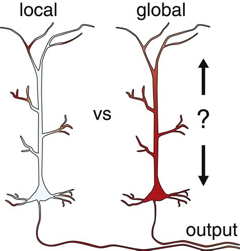 Local Versus Global Dendritic Integration Neuron