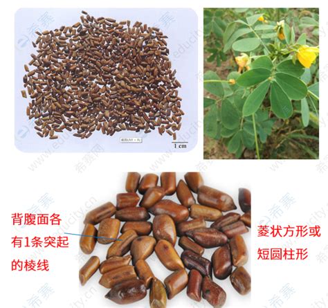 决明子素描 决明子 大山谷图库