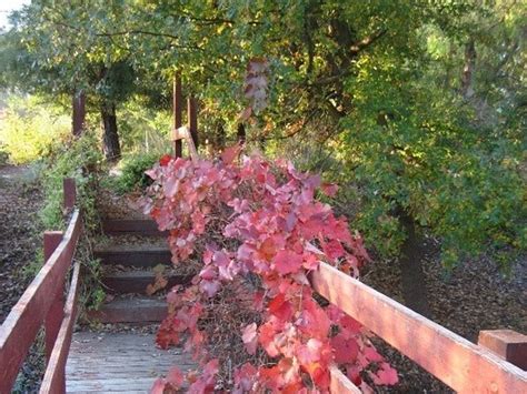 Cnps Garden Ambassador Seasonal Garden Visits Rsvp Only California