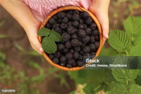 아이는 손에 검은 나무 딸기가 든 나무 그릇을 들고 있습니다 위쪽 보기 0명에 대한 스톡 사진 및 기타 이미지 0명 건강한 식생활 검은색 라즈베리 Istock