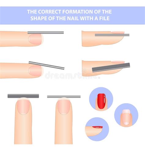 Nail Extension In Shape How To Apply The Shape Of The Nail Stock Vector Illustration Of Tipsa