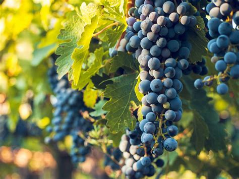 Tipos De Uva Para Vinho 14 Tipos E Suas Características Vm Vinhos Vm Vinhos