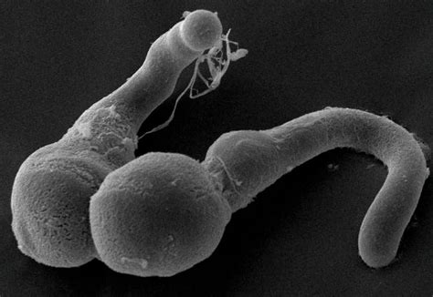 Gallery Tantalizing Images Of Plant Sex Live Science