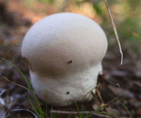 Puffball Mushroom Identification And Foraging Guide