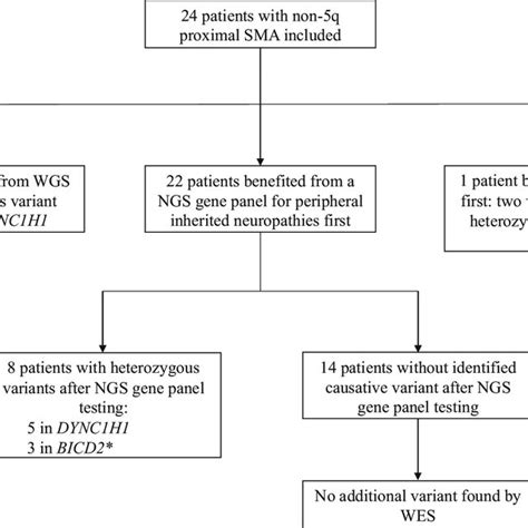 Diagram Of Genetic Testing And Identified Variants Sma Spinal Muscular Download Scientific