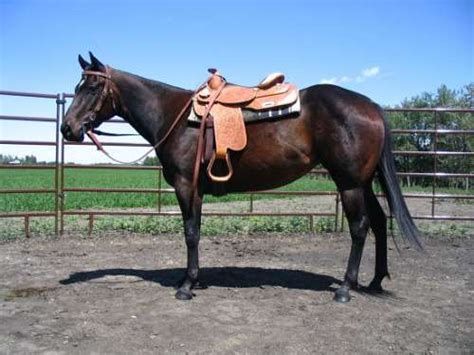 Git Er Dun Ranching Ltd On Equinenow