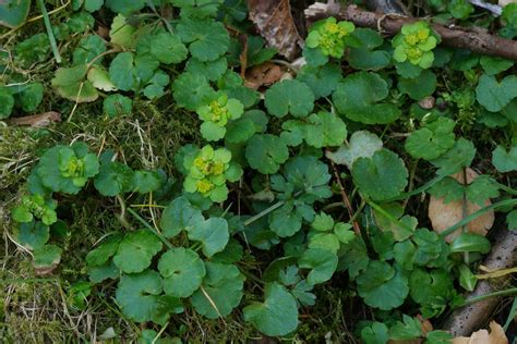 Chrysosplenium Alternifolium