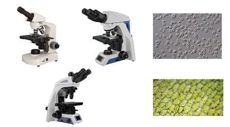 What Is A Compound Microscope