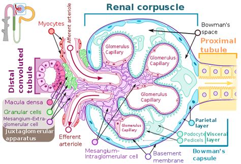 Intraglomerular Mesangial Cell Wikiwand