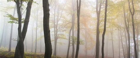 Difference Between Fog And Mist With Comparison Chart Key Differences