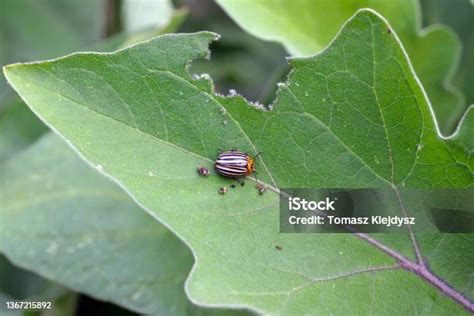 감자 또는 콜로라도 딱정벌레 레트티노타르사 데클레나타 에 가지 이 곤충은 가지의 잎과 열매를 손상시킬 수 있습니다 해충에 대한 스톡 사진 및 기타 이미지 Istock