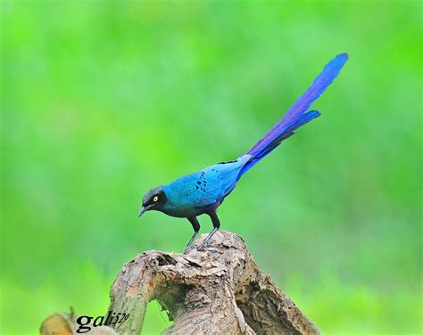 Long Tailed Glossy Starling Lamprotornis Caudatus Photo Call And Song