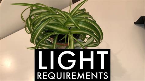 Understanding The Optimal Light Requirements For Spider Plants
