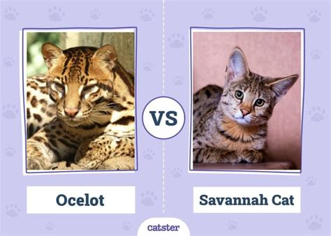 Ocelot Vs Savannah Cat How Are They Different With Pictures Catster