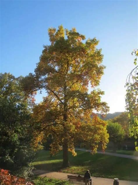 10 Fast Growing Shade Trees For California To Plant Today