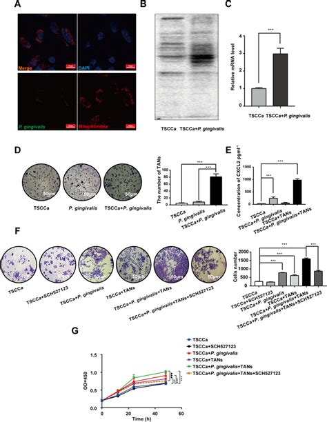 The Verification Of Cell Coculture Models And Experiments Assessing