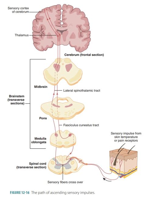 Sensory And Motor Neurons Of The Nervous System At Angela Villa Blog