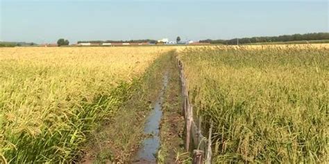 稻田蟹上市 农民喜增收 中国吉林网