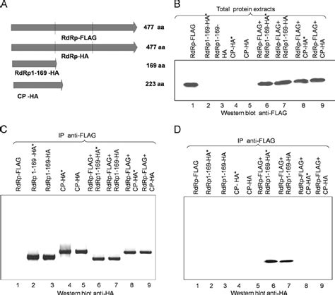Mapping Of Oligomerization Site To The N Terminal Region Of The Download Scientific Diagram