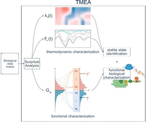 Entropy Special Issue Thermodynamics And Information Theory Of Living Systems