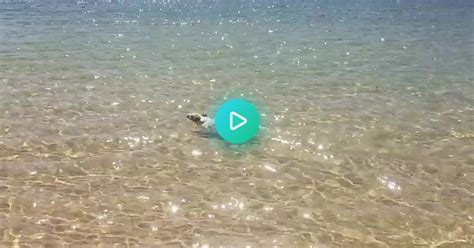 Neutral Post From Australia Album On Imgur