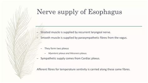 Anatomy Of Esophagus And Physiology Of Swallowing Pptx