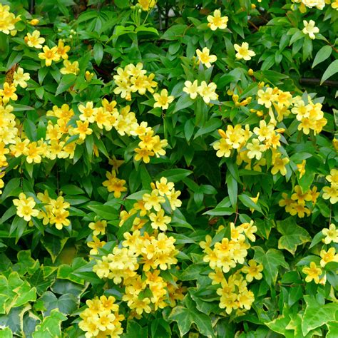 Carolina Jessamine Phoenix Az Gelsemium Sempervirens Three Timbers