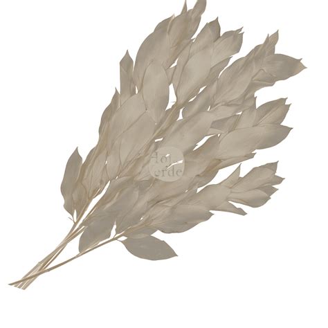 Ruscus Hoja Verde A Remarkable Focus That Lasts