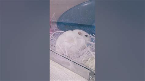 실뜨기 장인 꿍실꿍실 Hamsters 햄스터브이로그 햄스터 Youtube