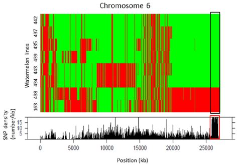 Graphical Representation Of Snp Distribution In Chromosome 6 Upper Download Scientific
