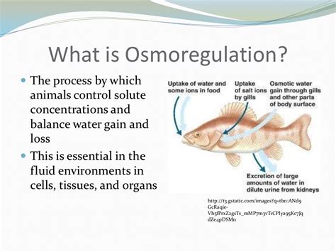 Osmoregulation