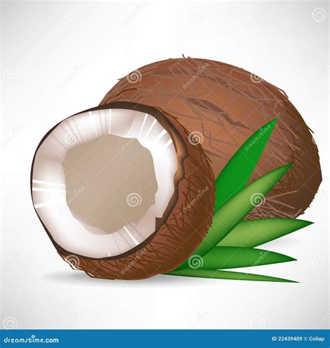 Coco Rachado E Coco Inteiro Ilustração Do Vetor Ilustração De Nave Aberto 22439409