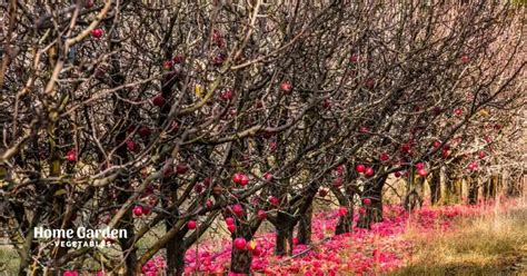 Fruit Trees For Clay Soil Australia Home Garden Vegetables