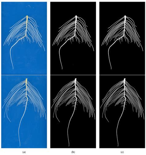 Soybean Seedling Root Segmentation Using Improved U Net Network