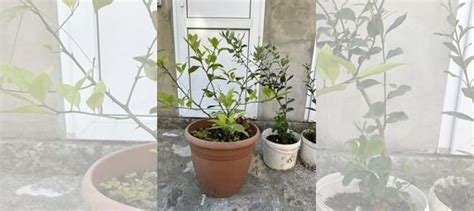 Лимонное дерево купить в Сочи Товары для дома и дачи Авито