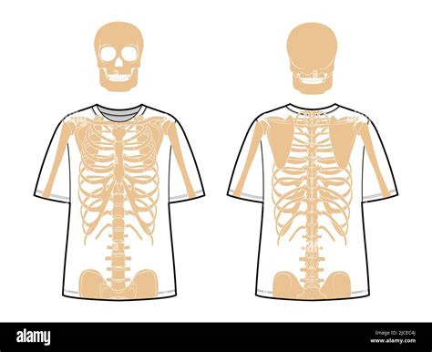 Skull Lateral View Stock Vector Images Alamy