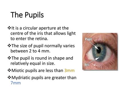 Abnormalities Of The Pupil Pptx