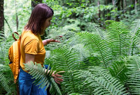 무성한 녹지와 양치류로 둘러싸인 숲길을 따라 하이킹하는 여성 탐험가 노란색 아웃도어 장비와 배낭을 착용하고 경치 좋은 환경에서 자연 요법 자유 활동적인 라이프스타일을