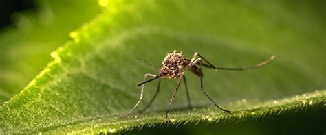 Mosquito Bite Prevention Travel Vaccination Centre