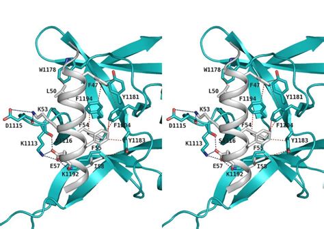 3 Stereo Drawing Of The Synaptotagmin Ii Syt Ii Helix Colored In