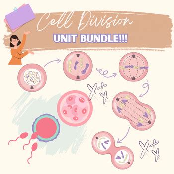 Cell Division UNIT BUNDLE Vocabulary Slides Guided Notes Worksheets