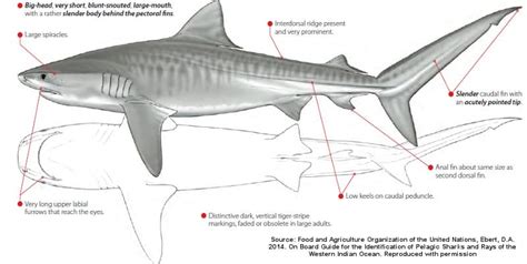 Tiger Sharks Perfect Scavengers Epic Diving