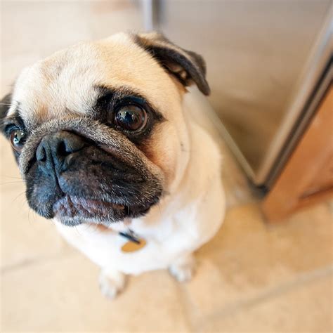 Дочка мопса дяди пса 47 фото картинки Sobakovod Club