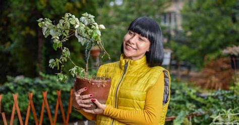 What Minecraft Mod Has Bonsai Trees Bonsai Tree Help