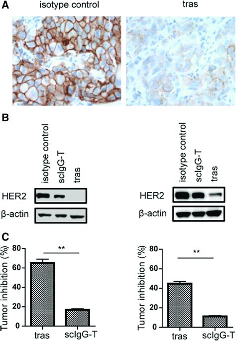 Her2 Downregulation And Tumor Inhibition By Trastuzumab In Mouse