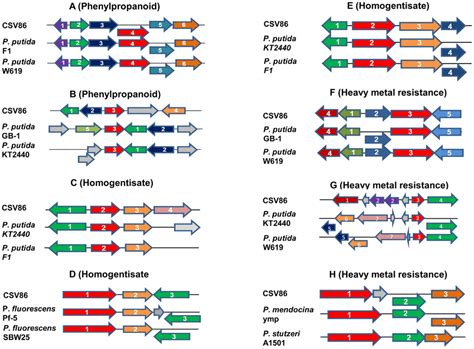 New Aromatics Degradation Pathways Genes Identified In Pseudomonas Download Scientific Diagram