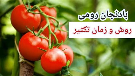 نحوه کاشت گوجه‌فرنگی روش تکثیر بادنجان رومی When And How To