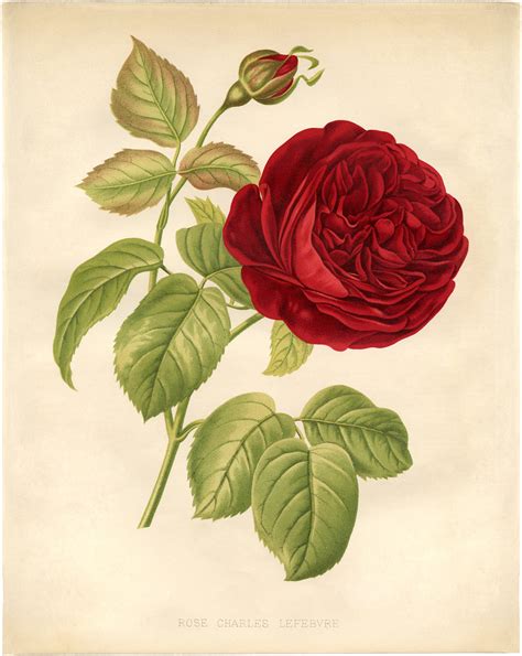 17 Free Vintage Roses Images Gorgeous The Graphics Fairy