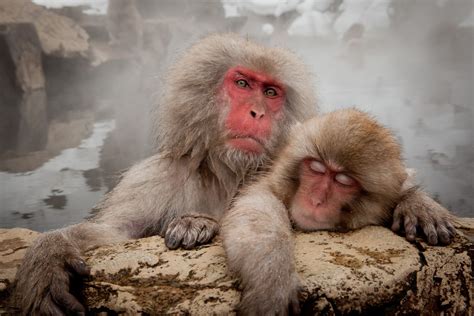 Снежные обезьяны Masterok — Livejournal